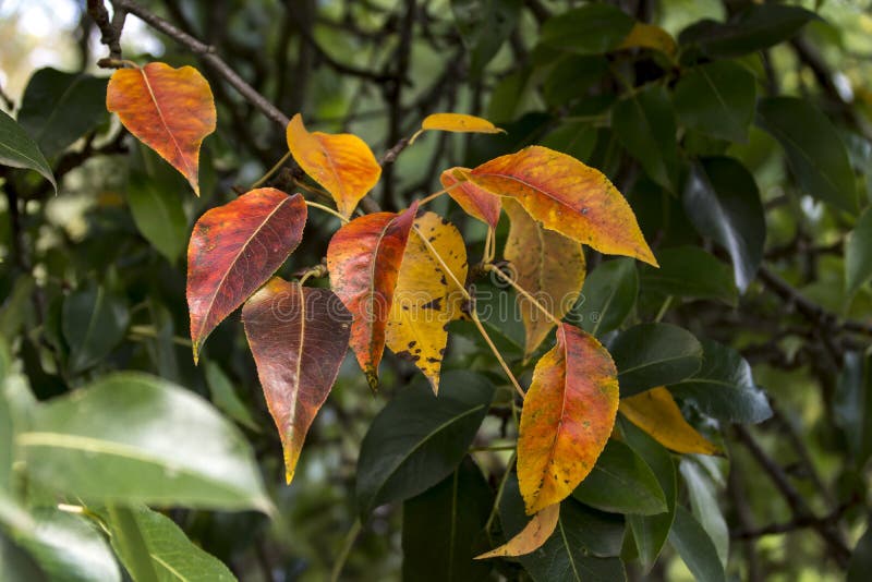 In the fall colors stock photo. Image of seasonal, beautiful - 236123932
