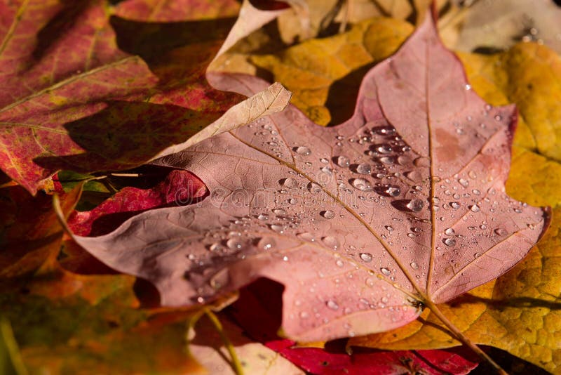 Fall Colors stock photo. Image of green, autumn, tree - 103099970