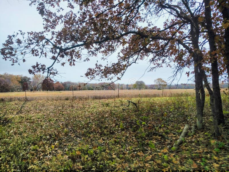 Fall colors stock image. Image of fall, field, nature - 103709203