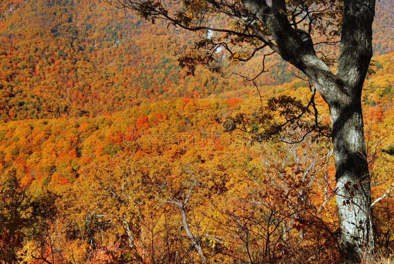 Fall Colors, Shenandoah stock photo. Image of states - 12228952