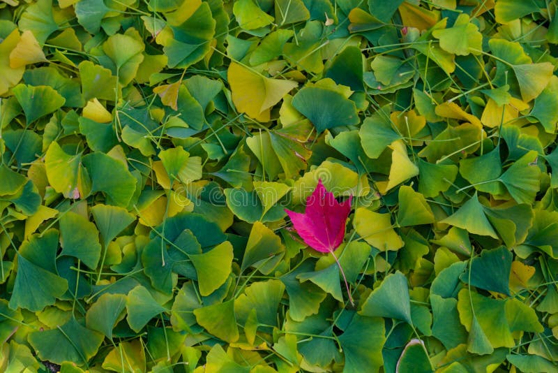 Autumn Leaves in Walla Walla, Washington Stock Photo - Image of walla ...
