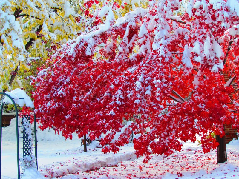 Fall Colors and Snow stock photo. Image of snow, storm - 48190422