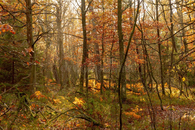 Fall Colors in a Sunny and Dense Forest Stock Photo - Image of summer ...