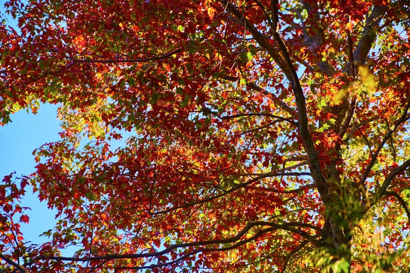 Fall Colors in Tall Tree with Red, Gold, and Green Leaves and Dark Bark ...