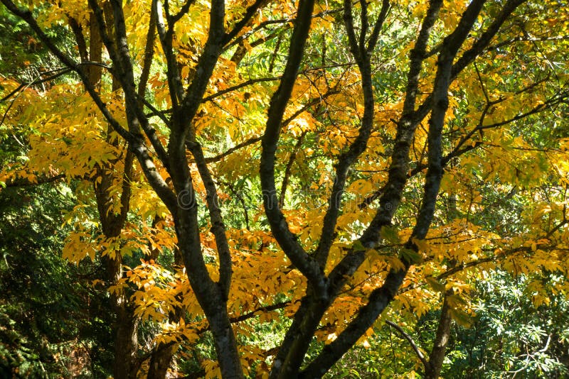 Fall Colors Tree Branch Patterns in Forest Stock Photo - Image of leaf ...