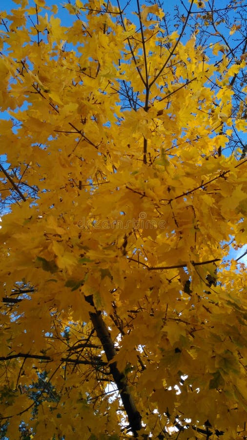 Fall Colors stock image. Image of tree, colors, fall - 80837067