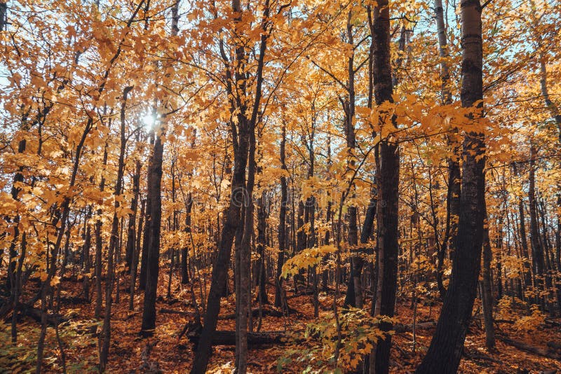 Fall Colors on the Tree Leaves in the Upper Peninsula of Michigan Stock ...