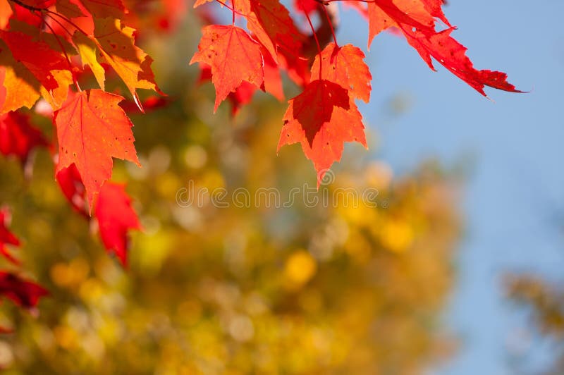 Fall Colors stock photo. Image of plant, foliagacopy - 34702144