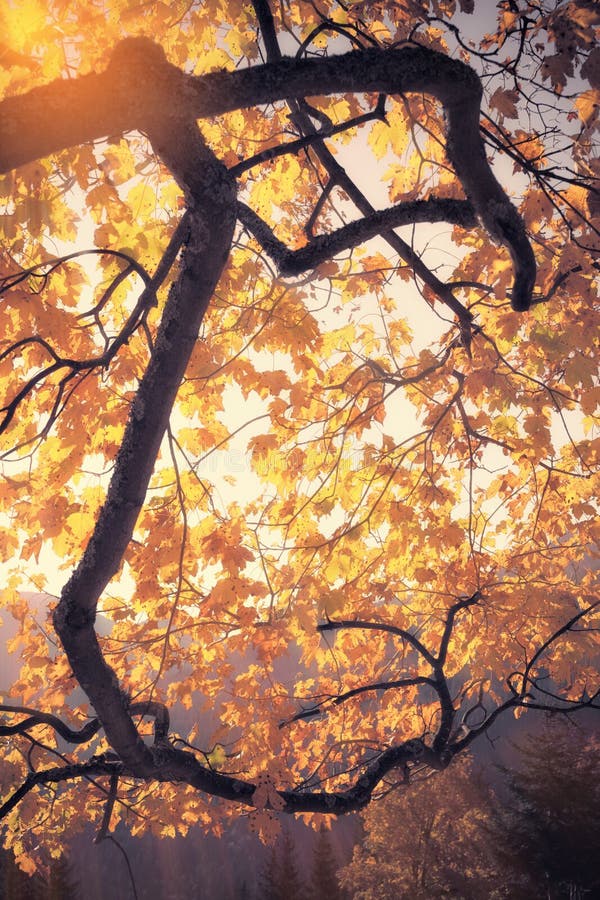 Fall Colors Tree at Sunny Day Stock Image - Image of sunrise, vintage ...