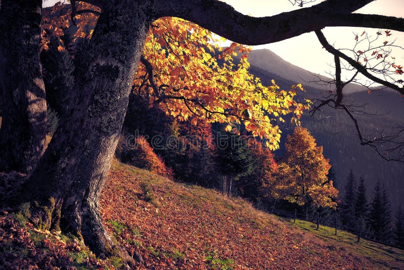 Fall Colors Tree at Sunny Day Stock Photo - Image of tree, carpathian ...