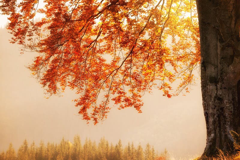 Fall colors tree stock photo. Image of landscape, forest - 54262130