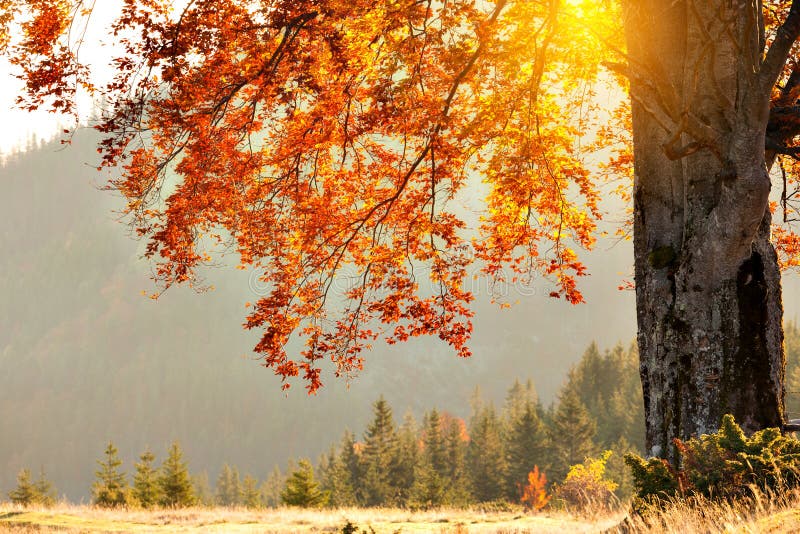 Fall Colors Tree at Sunny Morning Stock Photo - Image of retro ...