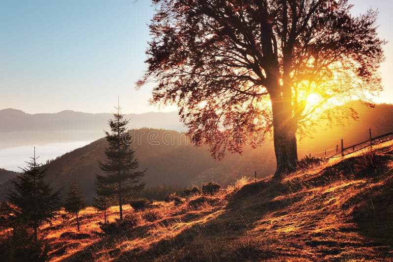 Fall colors tree stock image. Image of park, fall, morning - 64405033