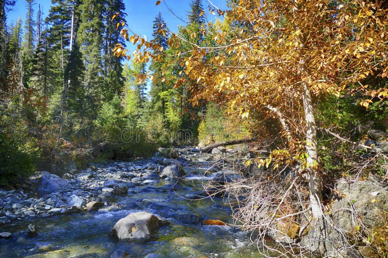 Fall Colors of Trees Along a Stream Stock Image - Image of adventure ...
