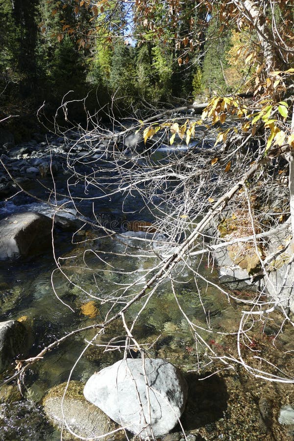 Fall Colors of Trees Along a Stream Stock Image - Image of scenery ...