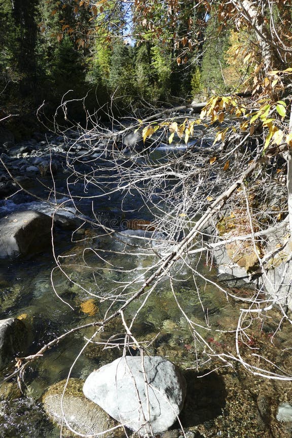 Fall Colors of Trees Along a Stream Stock Image - Image of scenery ...
