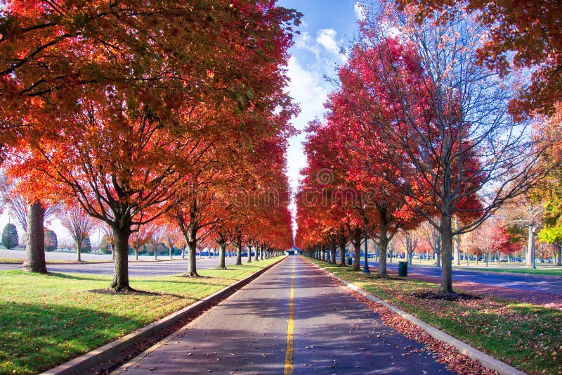 Fall colors stock image. Image of rural, leaves, rows - 324462337