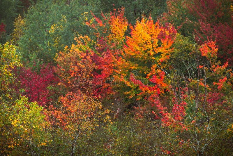 Fall Colors in Trees Many Different Colors Stock Image - Image of ...