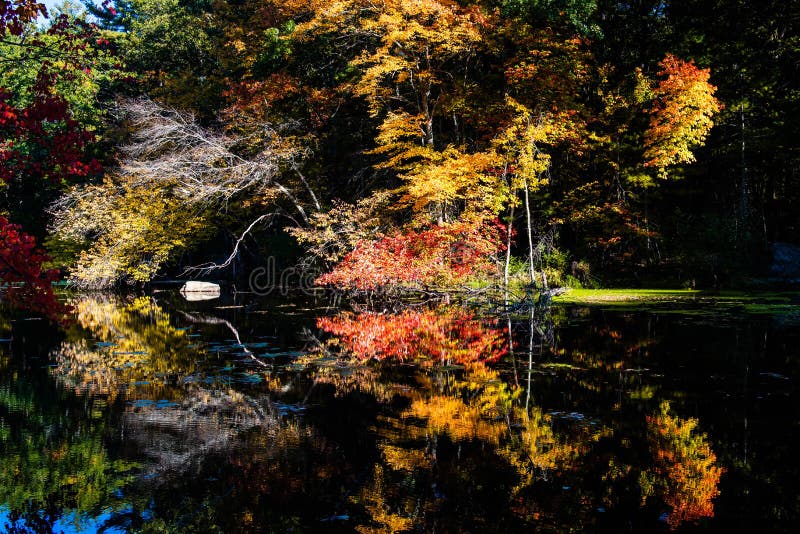 Fall Colors of Trees Reflecting on a Black Pond Stock Image - Image of ...