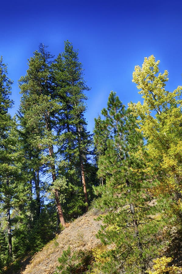 Fall Colors of Trees on Steep Hillside Stock Image - Image of eastern ...