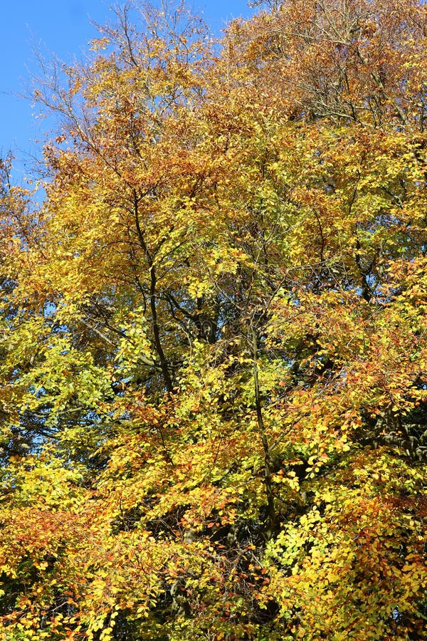 Fall Colors Trees in Williamson Park, Lancaster Stock Image - Image of ...