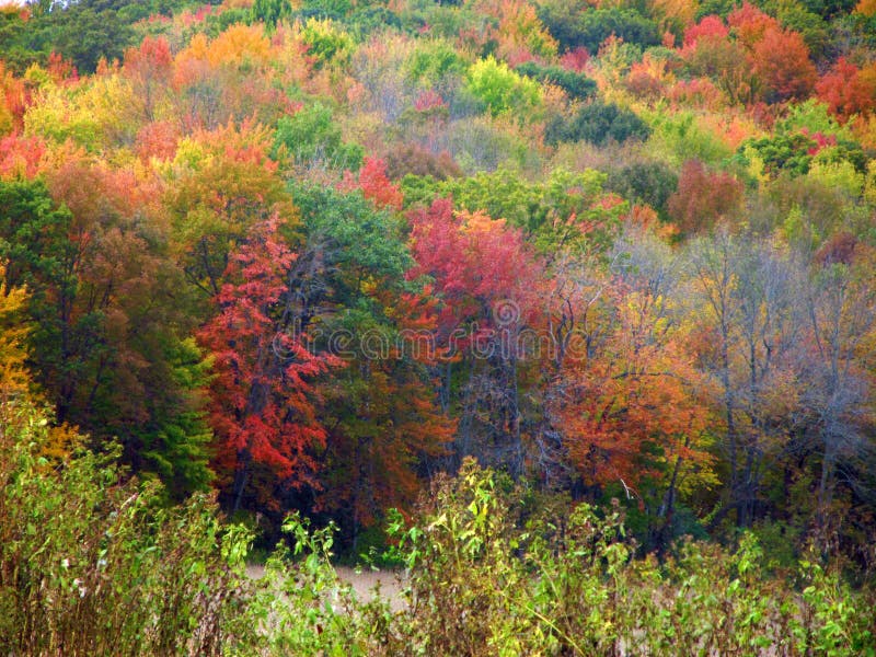Fall Colors on Trees in Wisconsin Stock Image - Image of forrest, fall ...