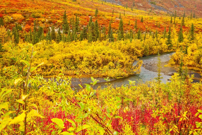 Fall colors on the tundra stock image. Image of alpine - 170339853