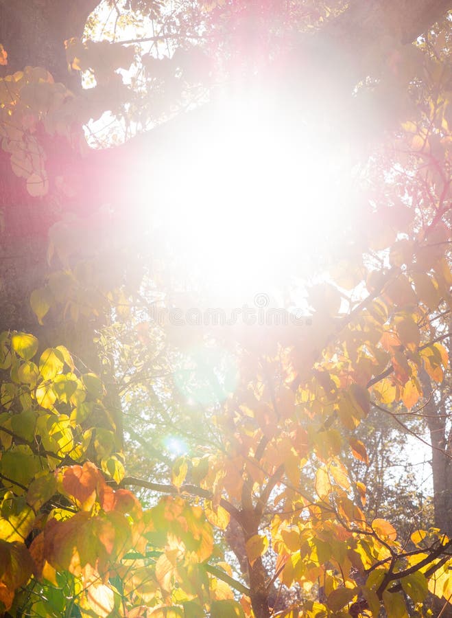 Fall Colors Under the Sun stock image. Image of nature - 34355647
