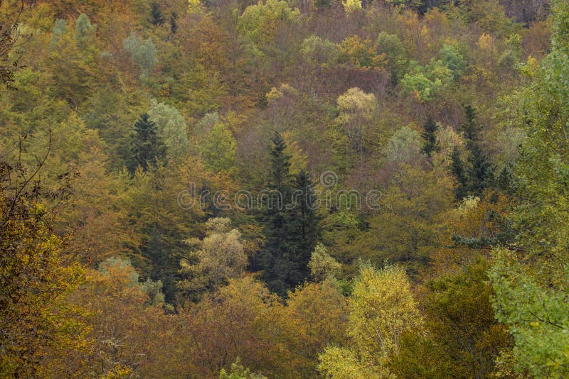 Fall Colors, View of the Trees with Different Colors in Autumn ...