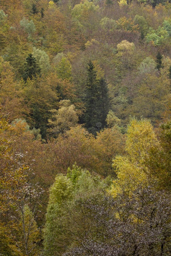 Fall Colors, View of the Trees with Different Colors in Autumn ...