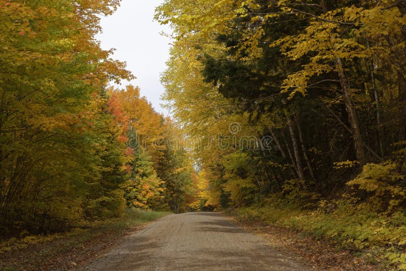 Fall Colors - White Deer Lake Forest `road Stock Image - Image of lake ...