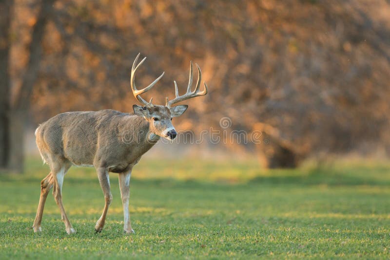 Fall Colors with Whitetail Buck Stock Image - Image of fall, tarsal ...