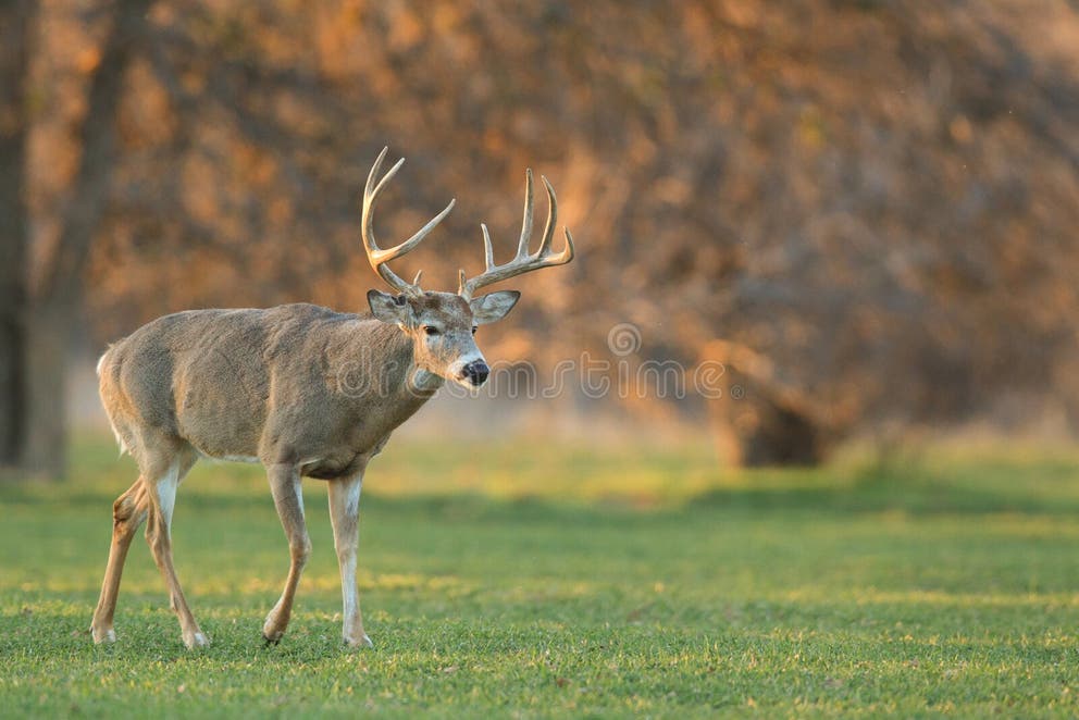 Fall Colors with Whitetail Buck Stock Image - Image of fall, tarsal ...
