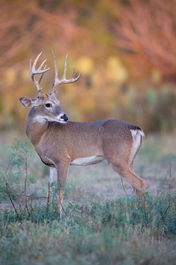 Whitetail Deer Reproduction Stock Image - Image of curl, glands: 36537299