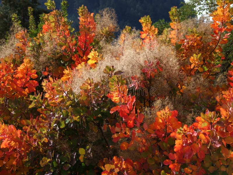Fall Colors in Southern Oregon Stock Photo - Image of fall, autumn ...