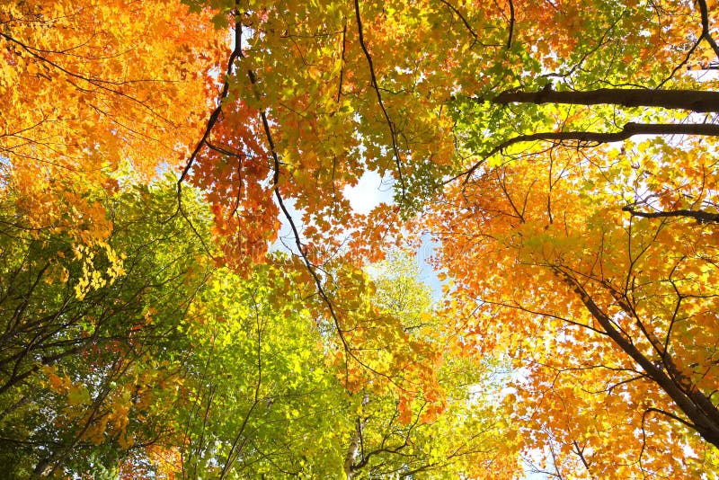 Fall colors stock image. Image of environment, america - 81987361