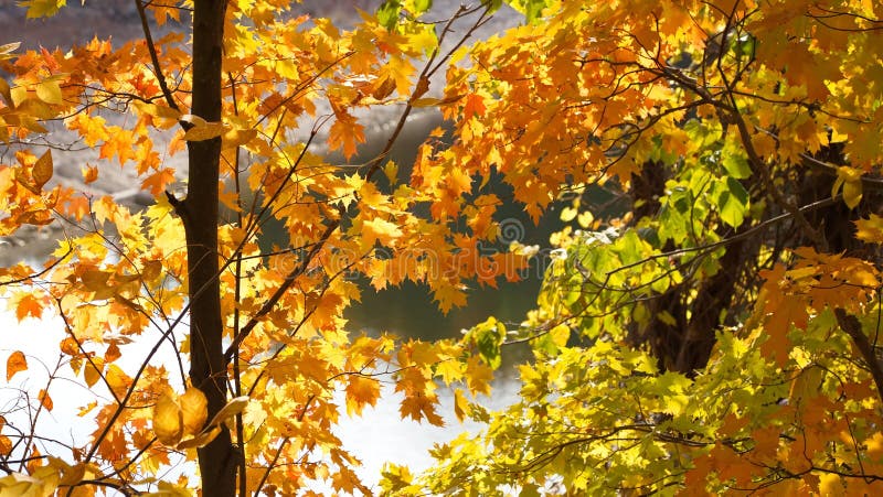 Fall colors stock photo. Image of halton, north, amber - 81987486