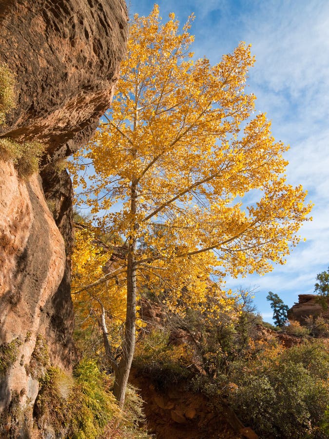 Fall Colors at Zion stock photo. Image of leaf, canyon - 17242800