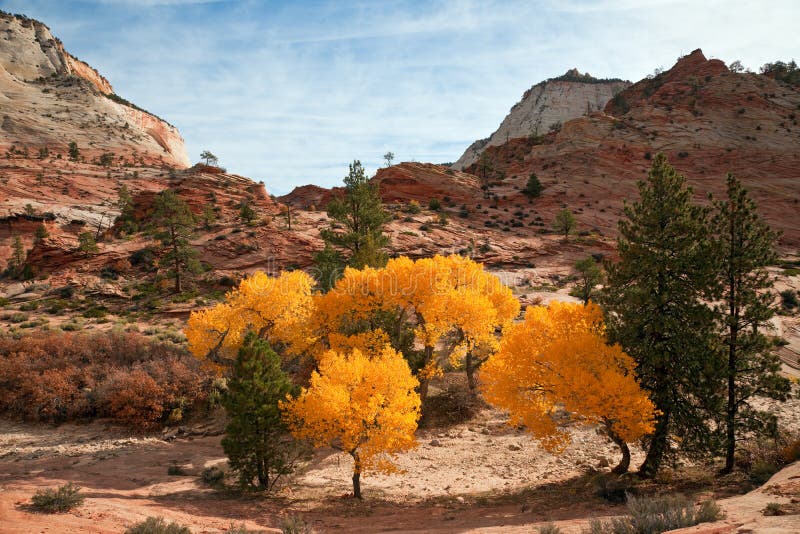 Fall Colors at Zion stock photo. Image of orange, nature - 18359708
