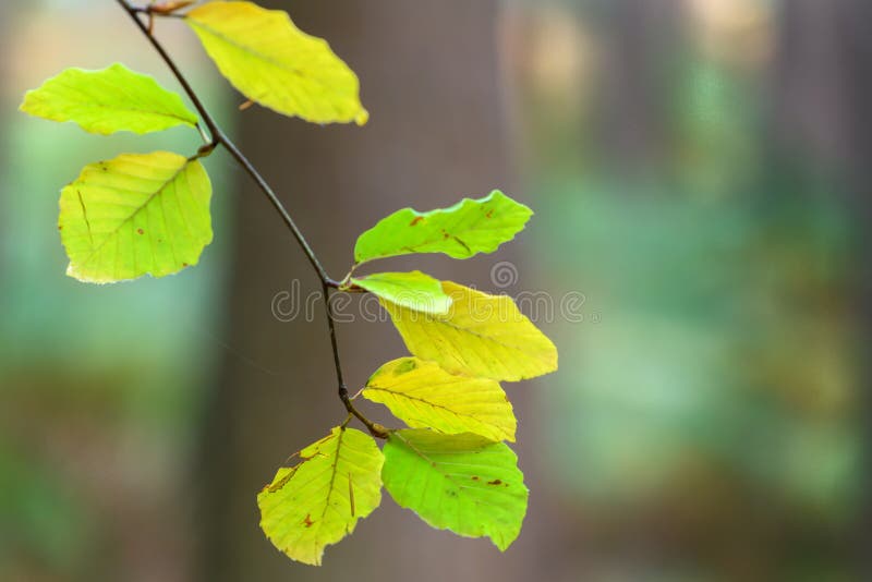 Fall Colour background stock photo. Image of beauty - 130209876