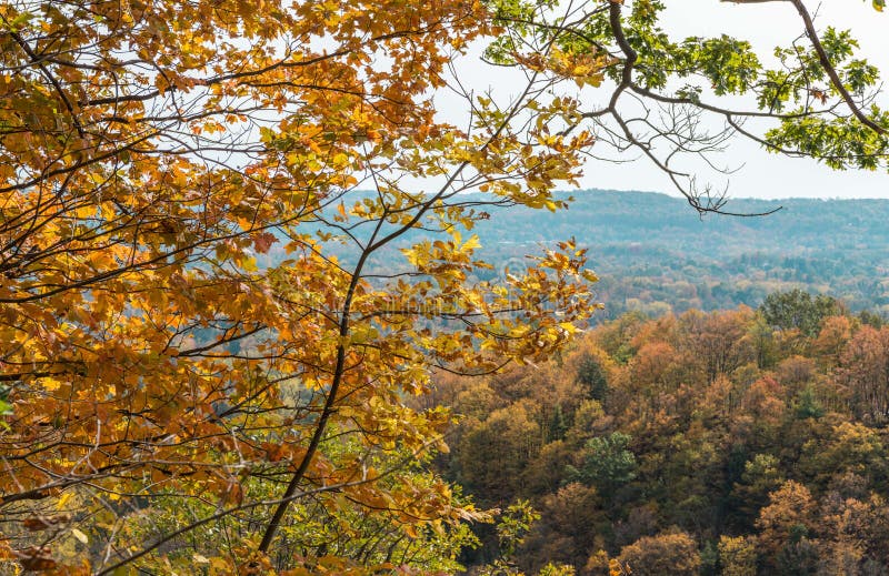Fall Coloured Leaves on Trees, Branches, Autumn Stock Photo - Image of ...