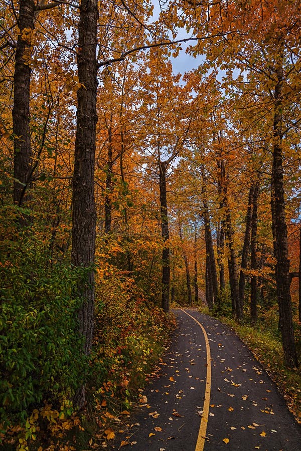 Fall Coloured Trees Lining a Park Road Stock Image - Image of pathway ...