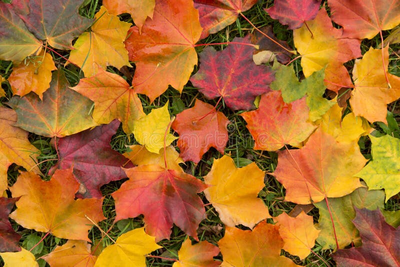 Fall Autumn Leaves on Grass Background Stock Image - Image of falling ...