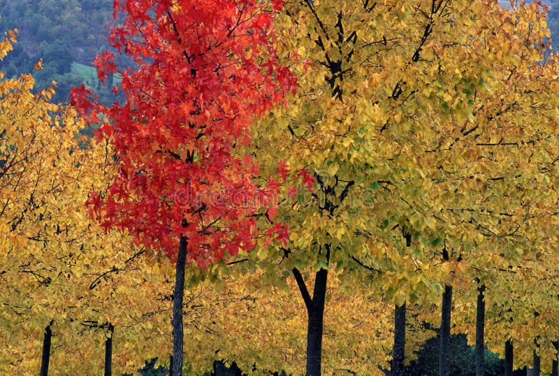 Jujube stock image. Image of healthy, nature, dates, agriculture - 22598163