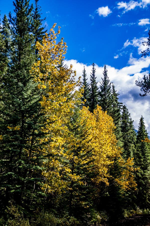 Fall Colours Abound Around Marsh Loop. Banff National Park Alberta ...