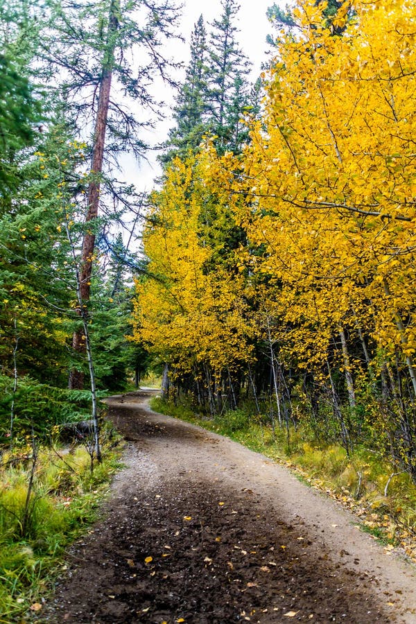 Trail through the marsh stock photo. Image of treecanopy - 86322262