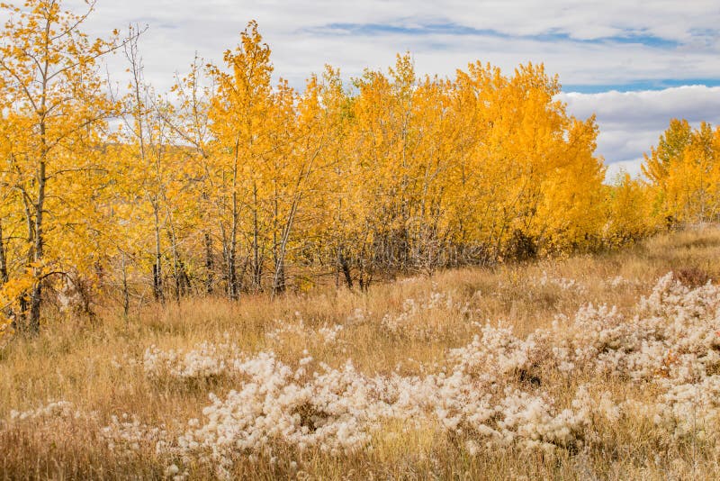 Fall Colours on Display in the Fields Around Calgary Stock Photo ...