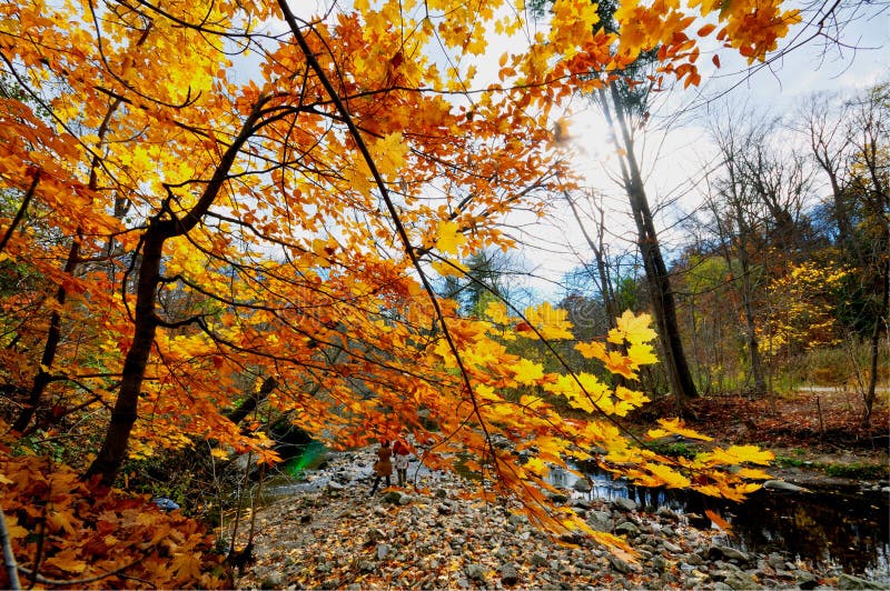 Fall colours stock photo. Image of river, trail, light - 46257532