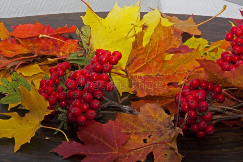 Fall colours stock photo. Image of season, maple, berries - 66765840