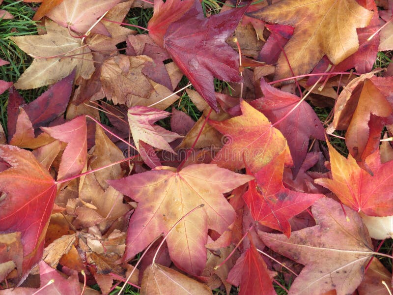 Fall Colours stock image. Image of outdoor, stanley, plant - 60691851